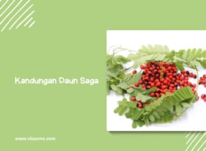 10+ Manfaat Daun Saga Yang Berguna Bagi Kesehatan